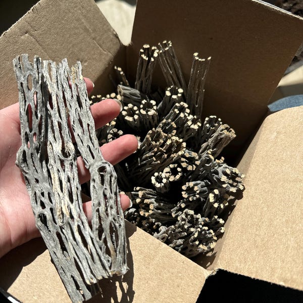 100 Cholla Cactus Wood, 6 Inch by 3/4 to 1-1/4 Inch, ORGANIC, Untreated ...