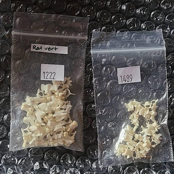 Mummified Scorpion - Shadow Box - Etsy