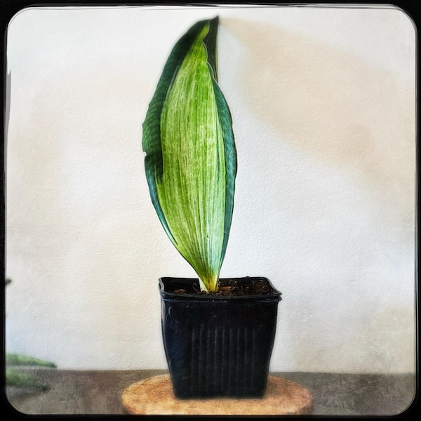 Rare - Aloe AJR Hybrid | Indoor Succulents | 3.5" Planter - Etsy