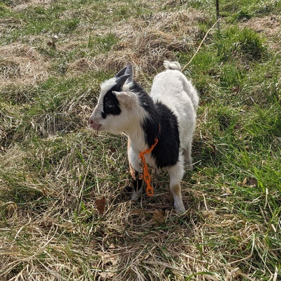 Goat Collar Plastic 6mm Chain With Metal Quick Link 20, 28 and 36 - Etsy
