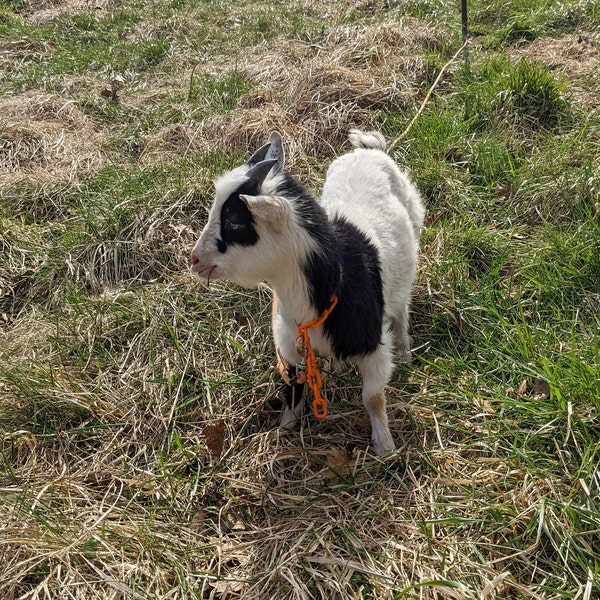 Goat Collar Plastic 6mm Chain With Metal Quick Link 20", 28" and 36" - Etsy
