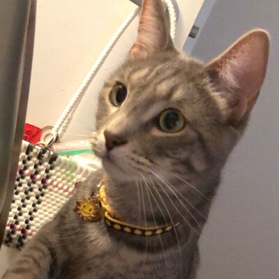 Sun Cat Collar Suns on Black Breakaway Cat Collar Kitten or Large Size ...