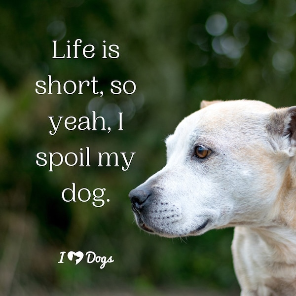 Vanilla Coconut Body Oil ~ Dry Oil ~ Moisturizing Body Oil ~ Spray Oil ~ Body Spray - Etsy