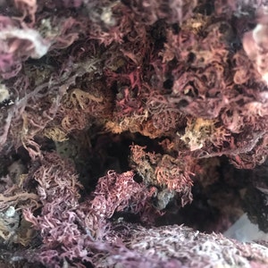 Stinking Toe Powder Hymenaea Courbaril No GMO 100% - Etsy