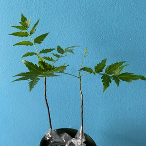 Live Neem Trees Amazing Useful Trees 2 to 3 Feet Tall 1 | Etsy