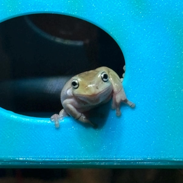 Gecko Frog Cave Wall Decor Amphibian Reptile Tank Enrichment Decoration ...