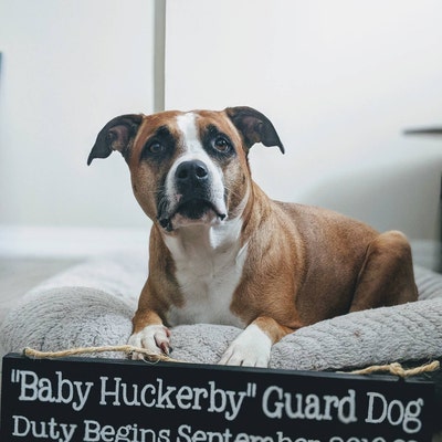 Pregnancy Announcement Dog Sign Expecting Baby Guard Photo Prop Include ...