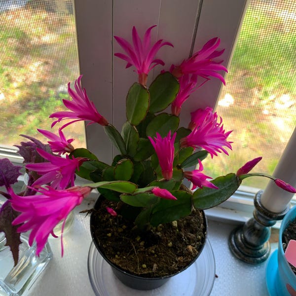 Bunny Rabbit Pot Hugger for Flower Pot • Gardening Gifts • Unique ...