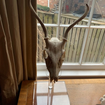 European Euro Mount Whitetail Deer Display Clear Acrylic Stand for ...