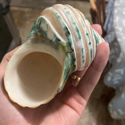 CARDIUM PESODOLIMA Sea Shell Trinket Box - Etsy