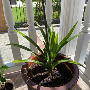 Geffner Atemoya 1 Plant 2 to 3 Feet Tall Ship in 3gal Pot - Etsy