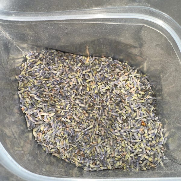 Sacred Fig Tree Seeds | Bodhi Tree Seeds | Pippala Tree Seeds | Peepal ...