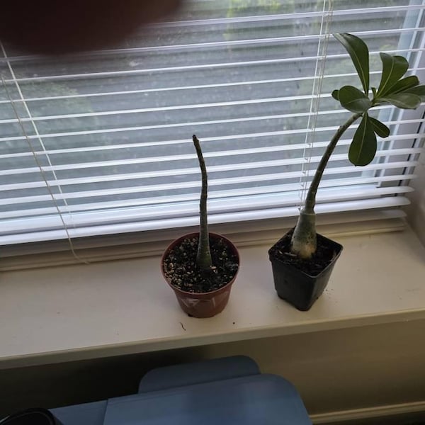 1 Grafted Double "purple Fire" Adenium /desert Rose Plant. 5-7 Inch ...