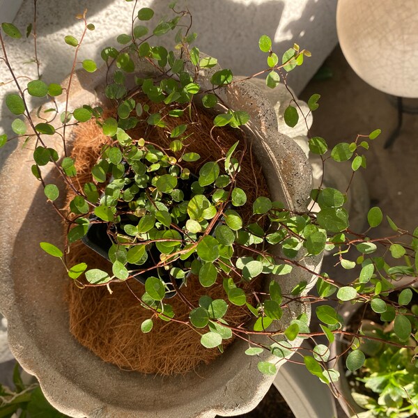 Angel Vine “wire Vine” Plant - Etsy