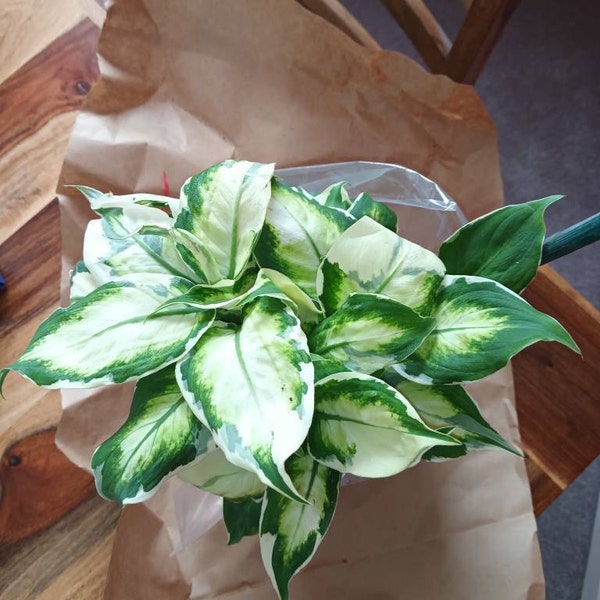 Mican Philodendron | Velvet Leaf Philo | Indoor & Outdoor Live Tropical ...