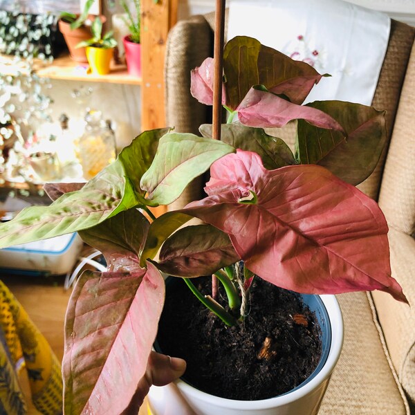 Pink Syngonium, Pink Green Arrow Heads. - Etsy