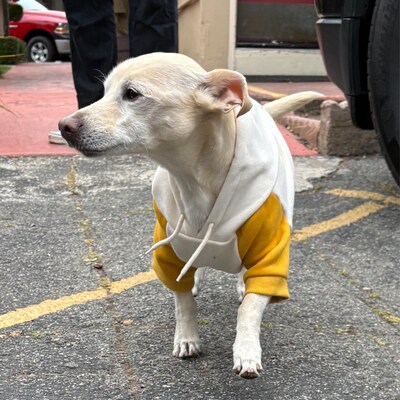 Knitted Muffler, S,L, Dog Cape, Pet Neckwear, Dog Neck Warmer, Pet ...