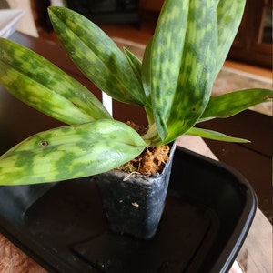 Paph makuli-curtisii Maudiae X Maudiae 'napa | Etsy
