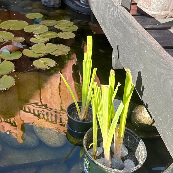 Large 6 Hydrocotyle Vulgaris Money Plant Copper Coin Plant Lucky Plant ...