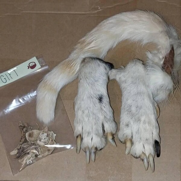Deathtaxusa • #3885 - Real Animal Domestic Hedgehog Vertebrae Bone Lot ...