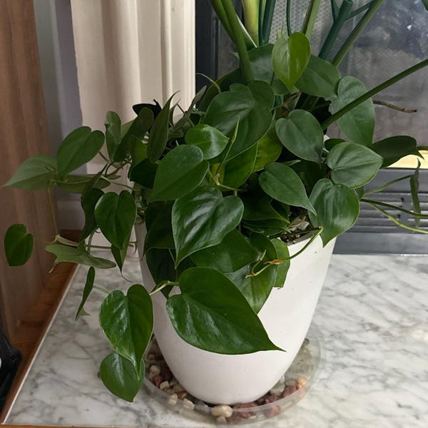 11 Inch Funnel Tall Planter Pot With Drainage Hole & Plug | Minimalist ...