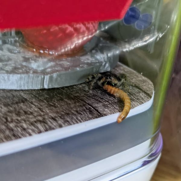 Bird Watching Jumping Spider Enclosure, Terrarium, Acrylic - Etsy