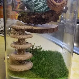 Jumping Spider Enclosure 5x5x9 Spider House Spider Tank - Etsy