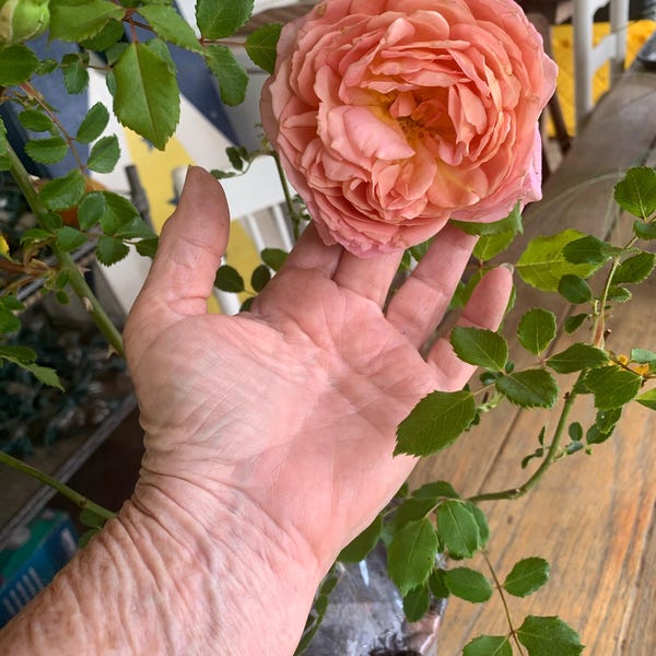 Victorian Secret | 维多利亚秘密 | Netherlands Florist Shrub Rose | Long ...