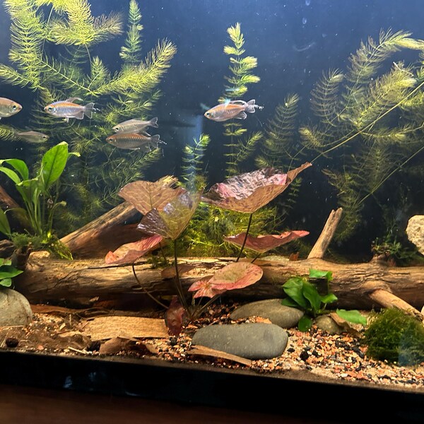 Banana Plant (nymphoides Aquatica) - Etsy