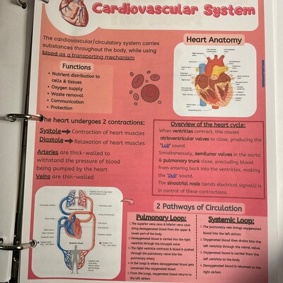Bundle Anatomy & Physiology Part 1 and 2 Bundle - Etsy