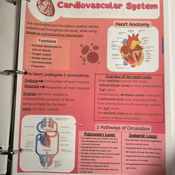 Bundle Anatomy & Physiology Part 2 Study Kit With Practice Questions ...