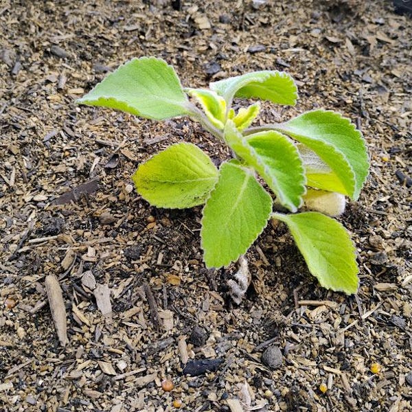 Sage Nazareth - Etsy