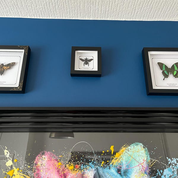 Spotted Sawtooth Butterfly Necklace, Real Butterfly Wing Necklace ...