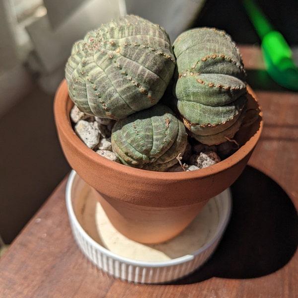 Rare Euphorbia, Euphorbia Obesa Small Cluster, Live Plant - Etsy