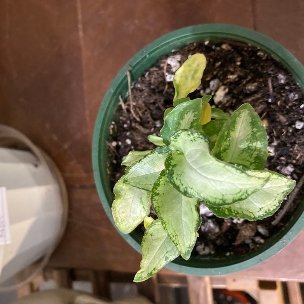 Syngonium Three Kings Starter Plant ALL STARTER PLANTS Require You to ...