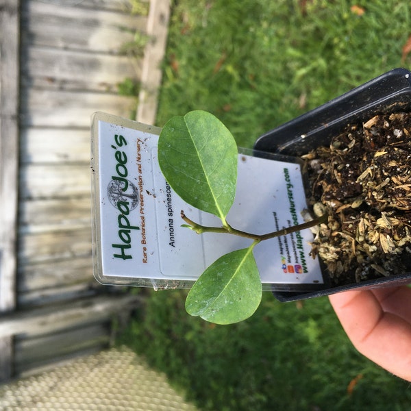 Dimocarpus Longan... Longan Fruit Seedling - Etsy