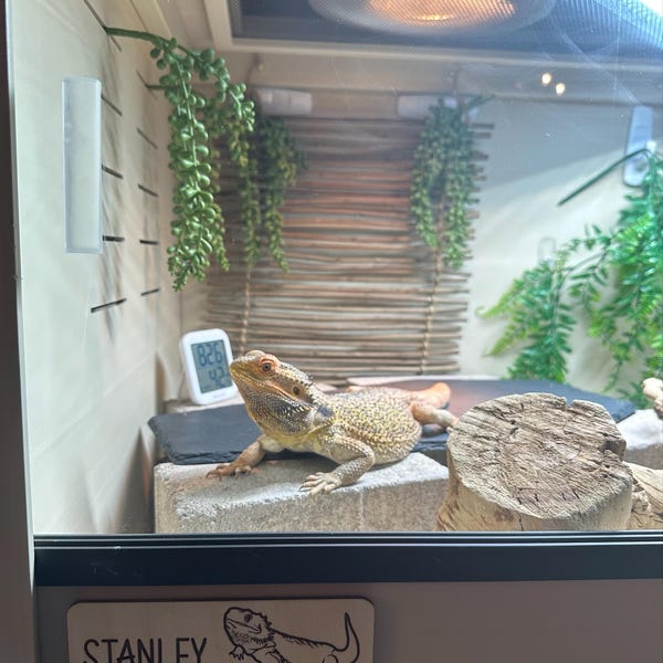 Bearded Dragon Tank Decor, Bearded Dragon Tank Accessories, Bearded ...