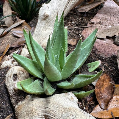 Aloe White Fox Rare Succulent Live Plant - Etsy