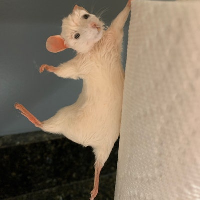 Hanging Mouse - Etsy UK