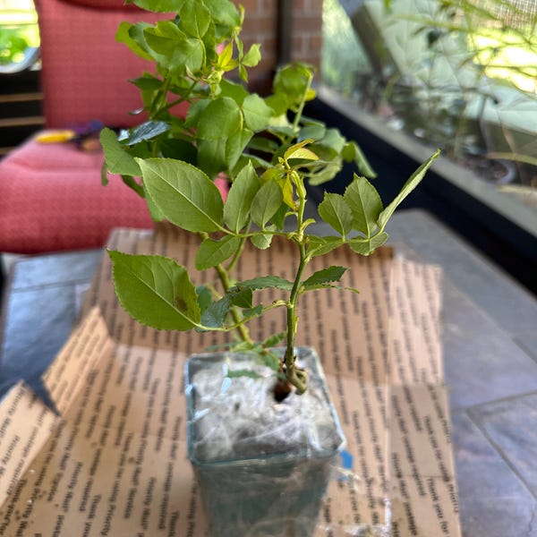 Princess Sakura. 樱花公主 Japanese Rose.continue Blooming. Disease ...