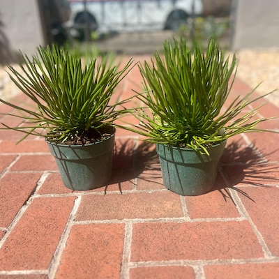 Aloe White Fox Rare Succulent Live Plant - Etsy
