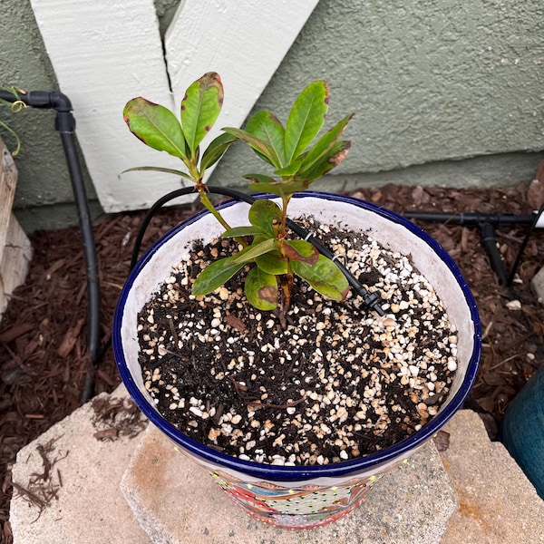 Daruma Dwarf Loropetalum ( Chinese Fringe ) - Live Plant - ( 1 QT ) - Etsy