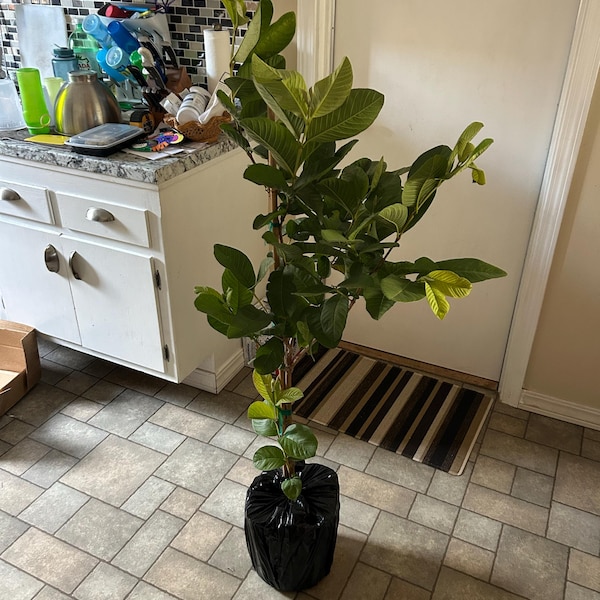 Myrtus Communis 'compacta' Dwarf Myrtle 1 Feet Tall Great for Bonsai ...