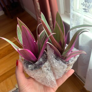 Rhoeo Discolor Tricolor tradescantia Spathacea - Etsy