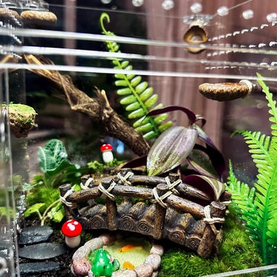 Live Frog Moss Mood Moss Pads Dicranum for Terrarium or Vivarium Quart ...