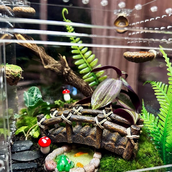 Princess Pine Tree Clubmoss Plants for Fairy Garden, Terrarium, Garden ...