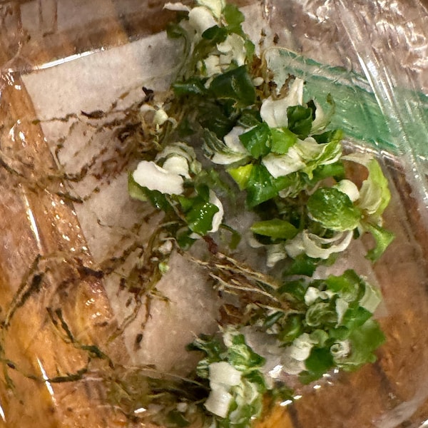 Java Fern 'lionfish' (microsorum Pteropus) on Nutripad - Rare Live ...
