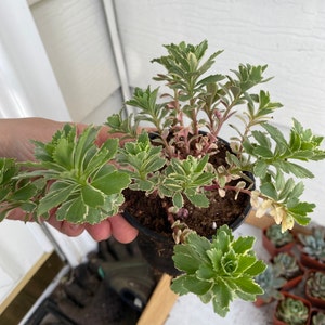 Cape Blanco Sedum Stonecrop mini Rosettes - Etsy