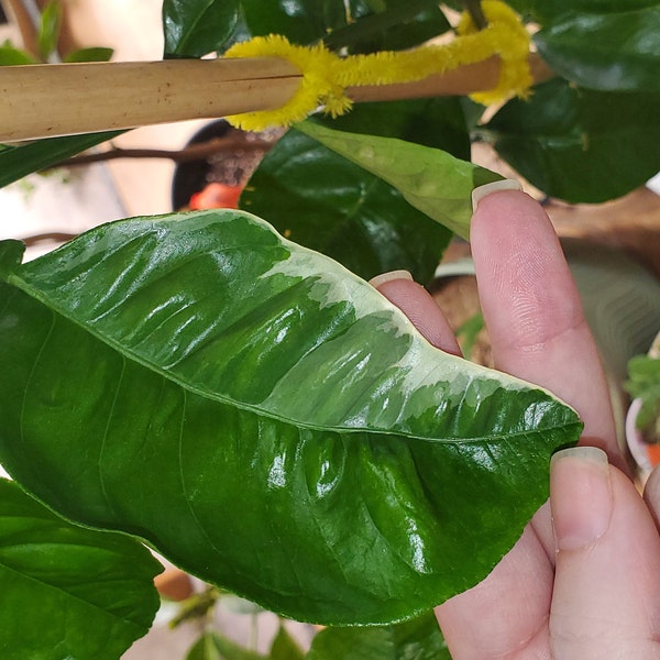 Cara Cara Orange Tree in Half Gallon Pot, Grafted, Florida Shipping ...