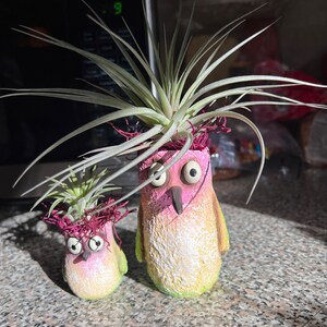 Neglecta Mini Air Plants Tillandsia, Air Plant, Indoor Plant, House ...